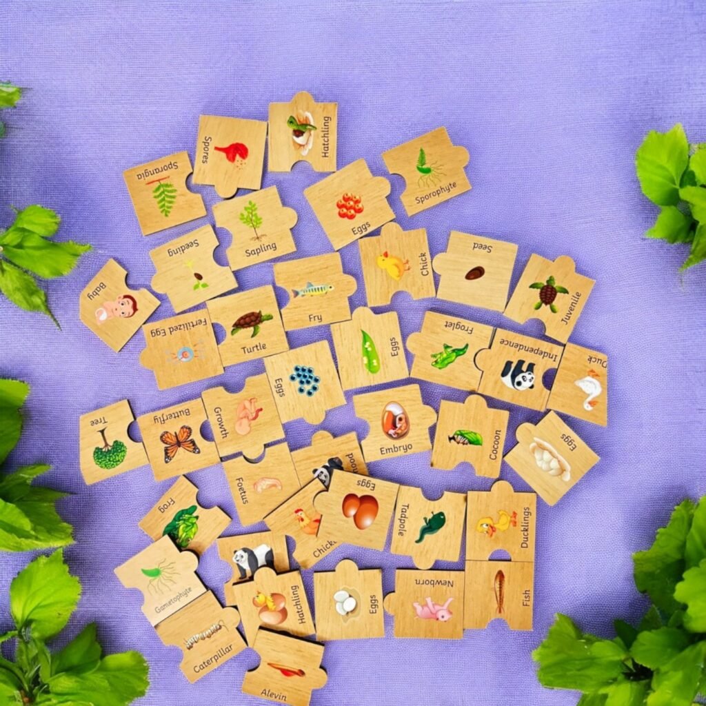 Life Cycle Puzzle - winkslab
