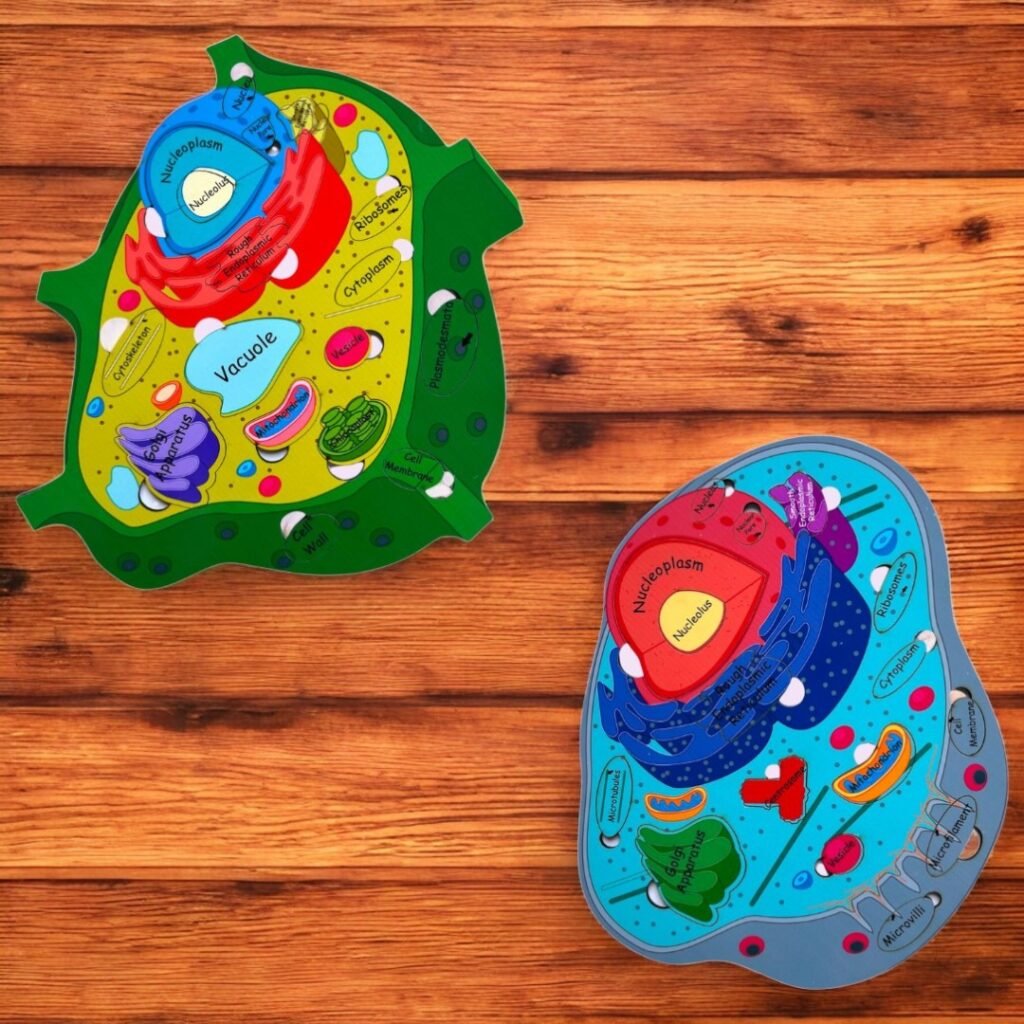 Plant cell And Animal Cell Combo - winkslab