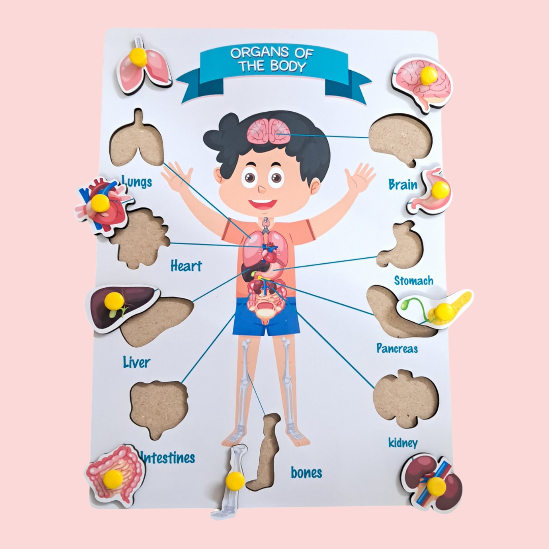 Organs Of The Body - winkslab.in